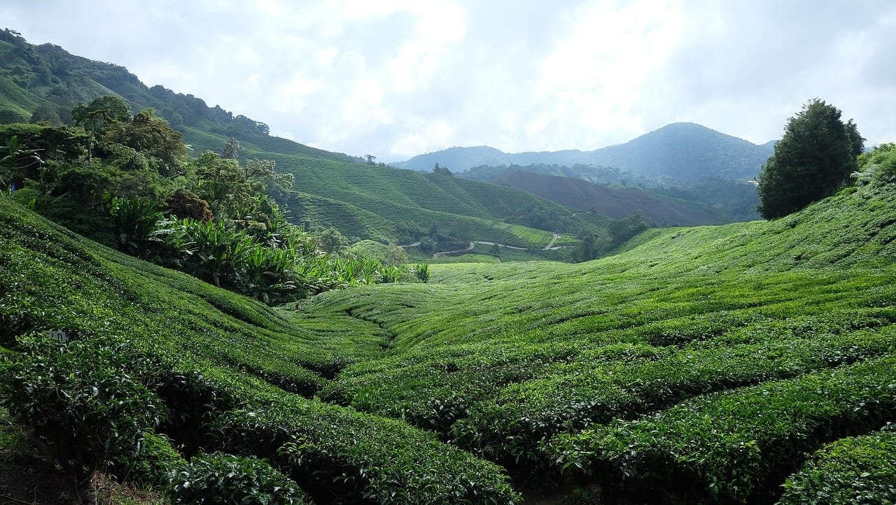 2D1N Ex Cameron Highlands Package - Cameron Travel & Tour